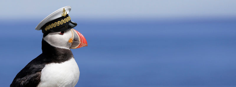 Birding boat tour to see puffins in Cape Breton